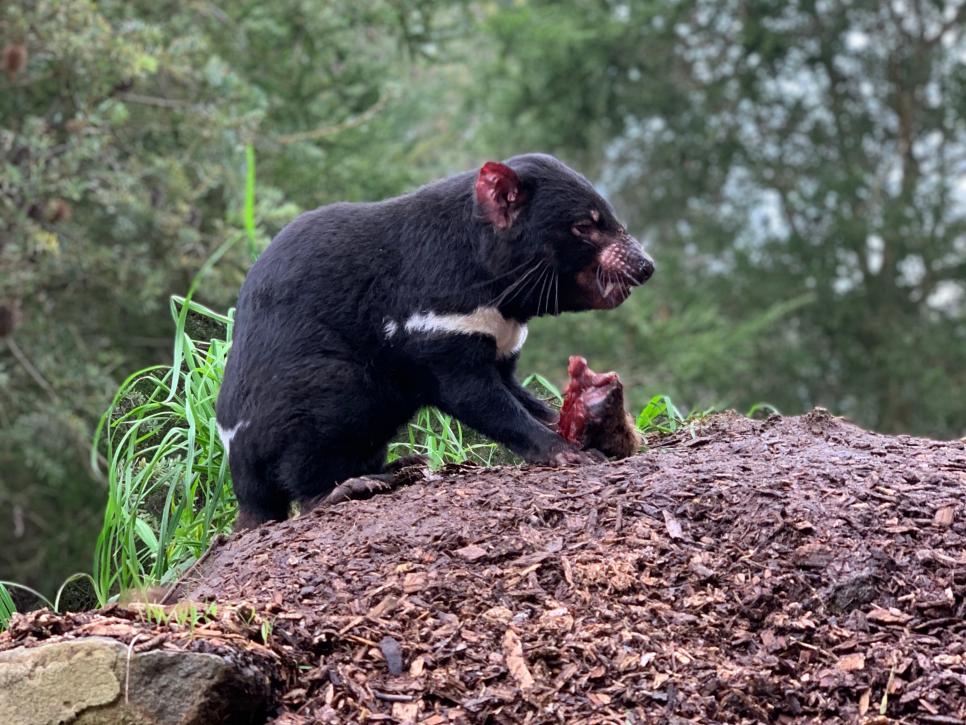 World's Strangest Animals | HGTV