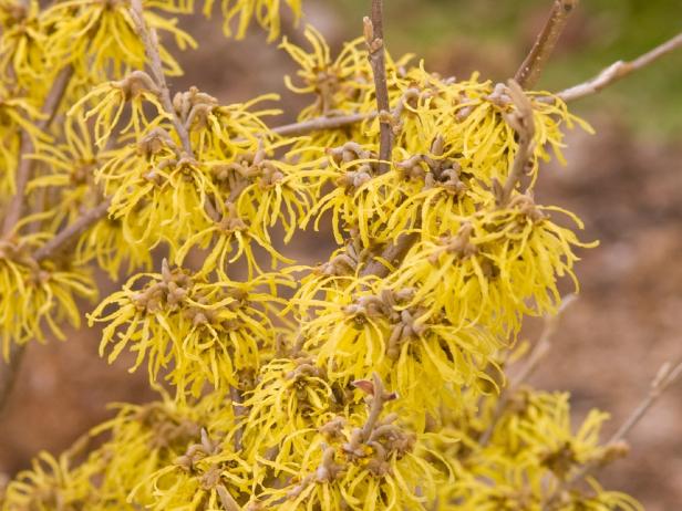 How to Grow and Care for Witch Hazel | HGTV