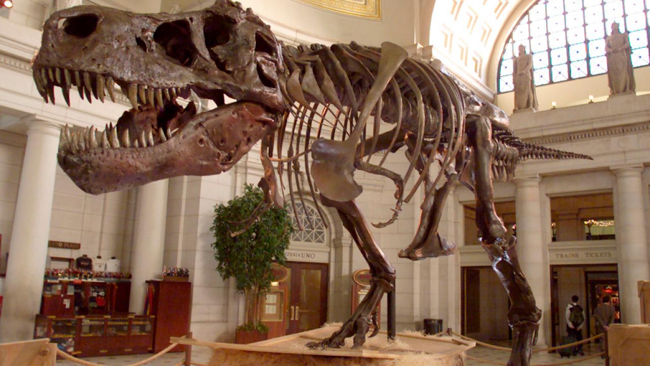 Squelette De T Rex Sue