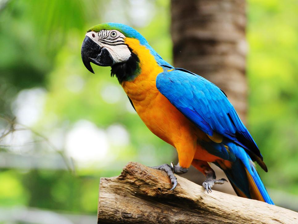 The Amazon: Explore the Exotic Wildlife | Brazil Vacation Destinations ...