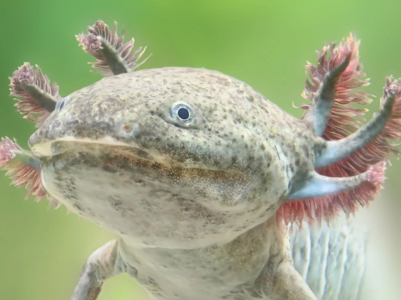 Weird Animals All Around The World